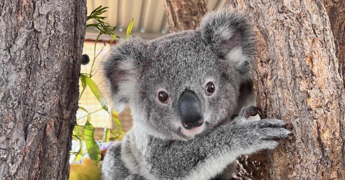News – Renewables help rescue and rehabilitate koalas